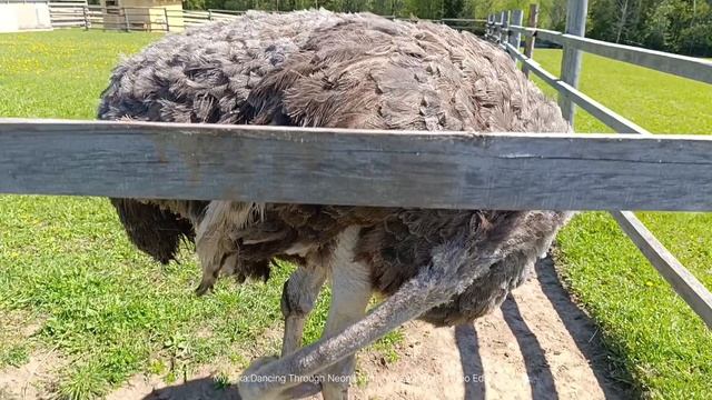 Экоферма со страусами