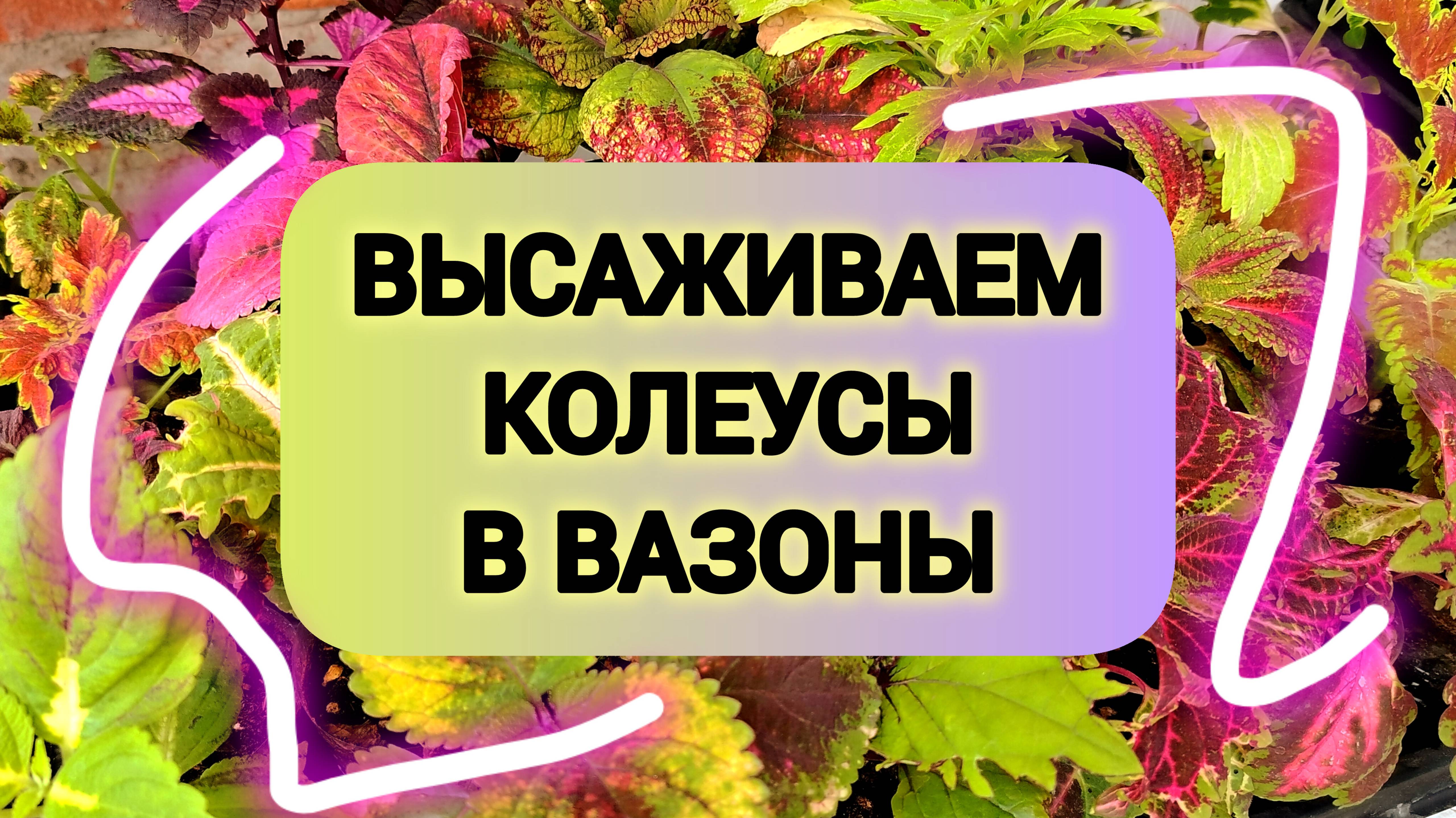 ВЫСАЖИВАЕМ КОЛЕУСЫ В ВАЗОНЫ