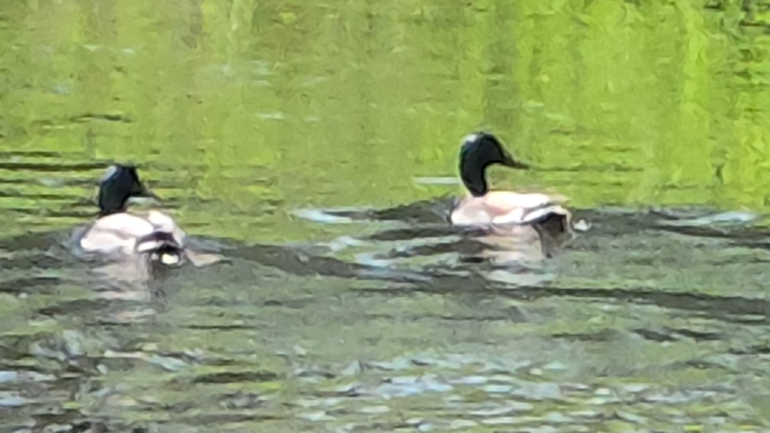 Селезени холостяки