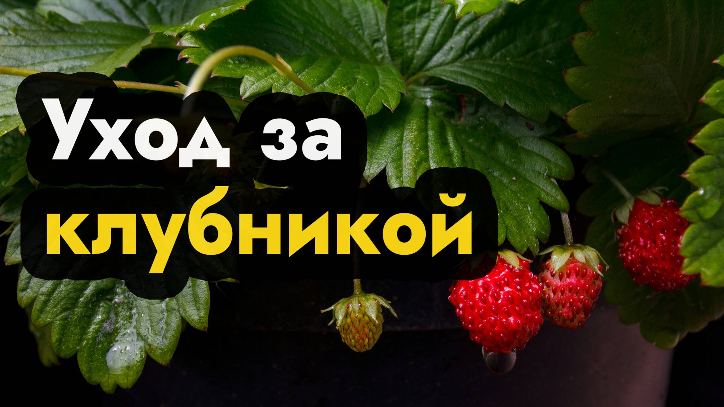 Уход за клубникой, как ухаживать за клубникой летом, советы по выращиванию клубники на даче летом