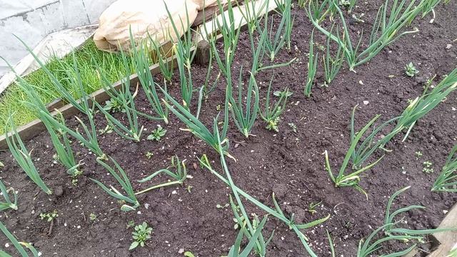 МАЙ.  САД И ОГОРОД НЕ РАДУЮТ.