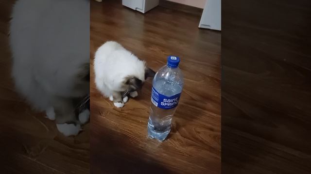 Анжелина пытается поймать пузырики