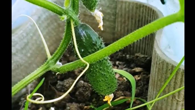 Первый пошёл - 24.5.25...