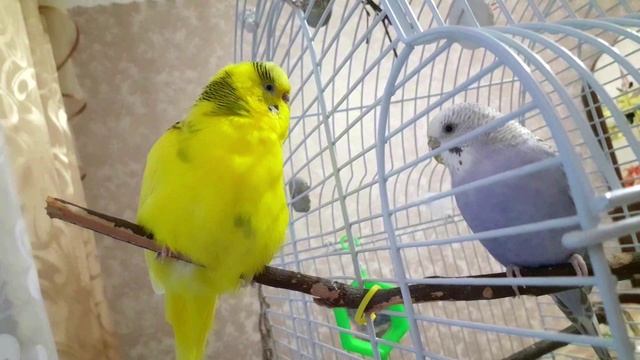 ТИХОЕ ПЕНИЕ ВОЛНИСТОГО ПОПУГАЯ. ПОПУГАЙ - КОМОЧЕК СЧАСТЬЯ!