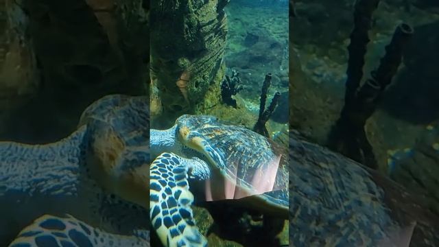 Океанариум,подводный мир🐢