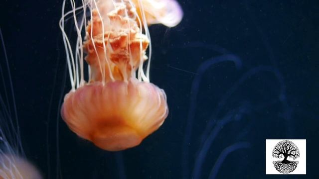 Очищение горла от хронических болезней/ Лёгкое дыхание/ Красивый голос/ Исцеление звуком