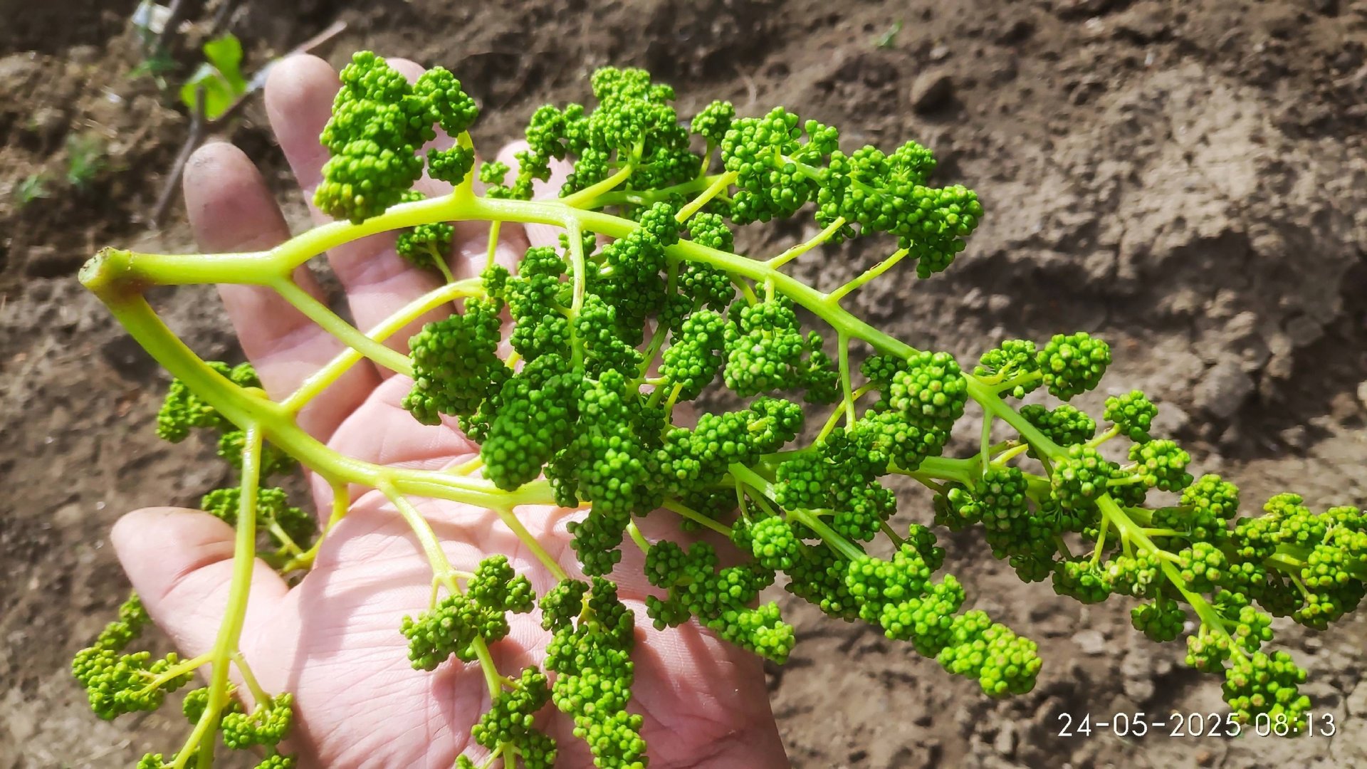 Несколько слов о винограде, нормировка соцветиями, вторая обработка и ответы на ваши вопросы в комме