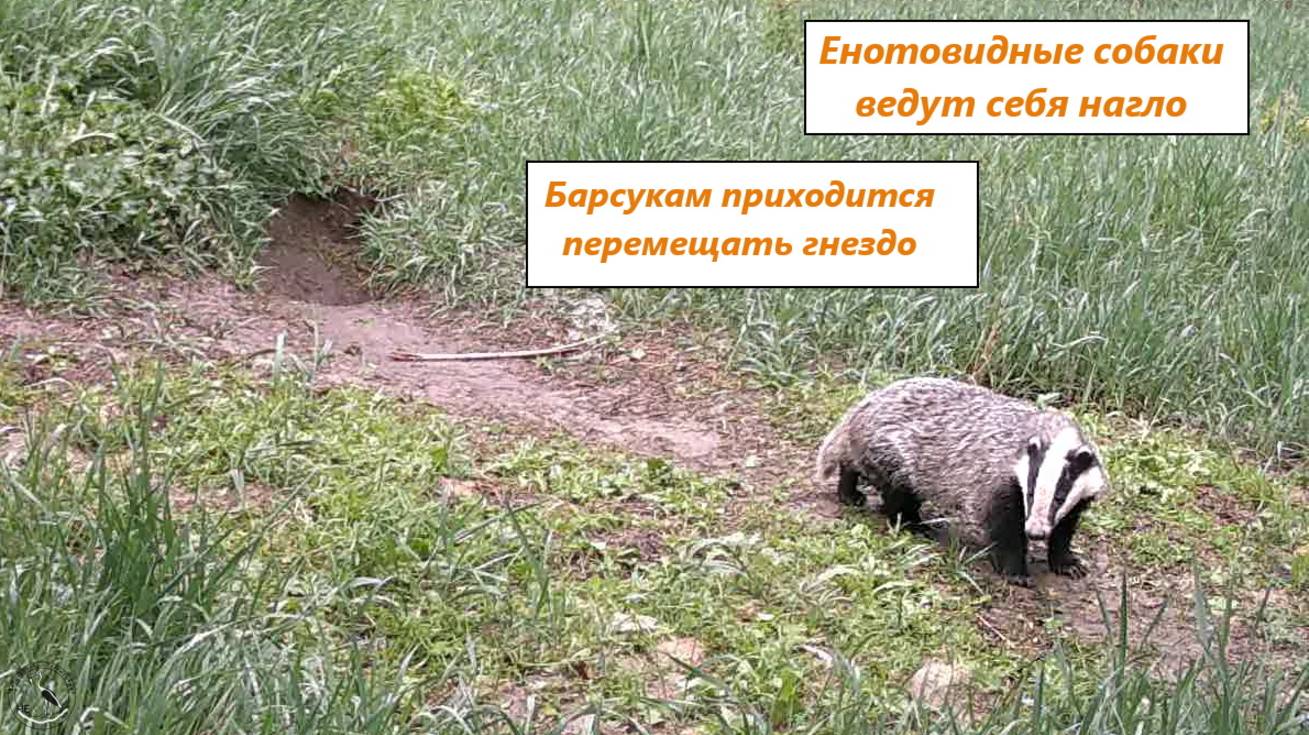 Барсуки перемещают гнездо из-за еноток. Но наглых собак это не остановило. Ч.1. Май 2025
