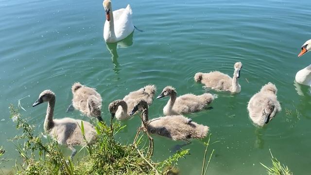 Лебеди в парке Сочи. Орнитологический парк Сириус