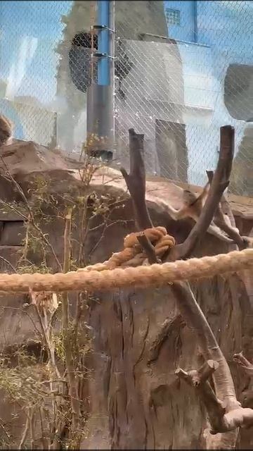 Зоопарк в Гонконге