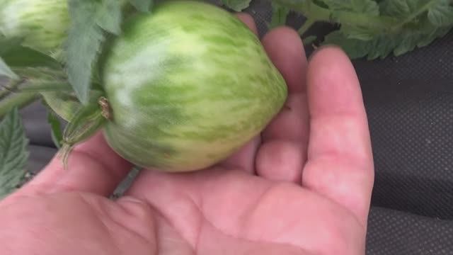 С Томатных Гномов пришлось снять укрытия. Обзор огорода 24 мая 2025.