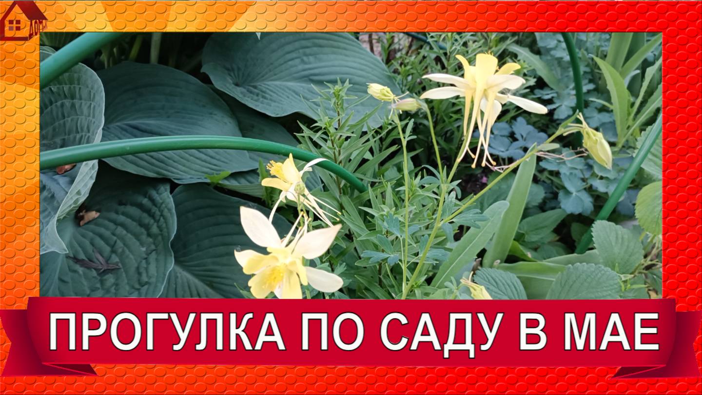Мой любимый майский сад 2025. Прогулка - болталка. Что в саду-огороде растет-цветет?