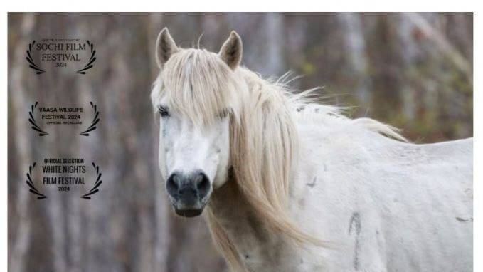 Жизнь в табуне.