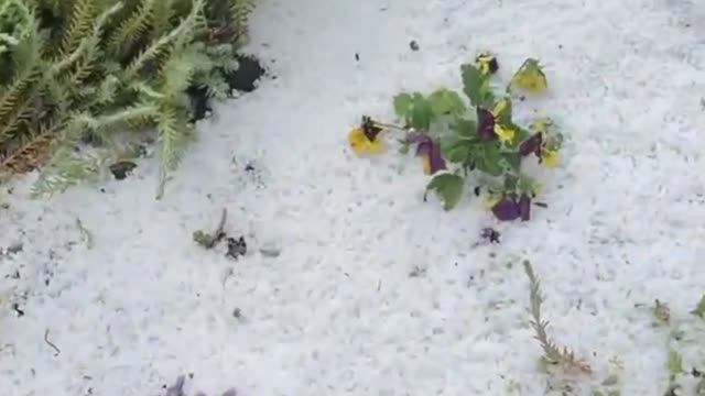 Град в конце мая. Ростовская область.