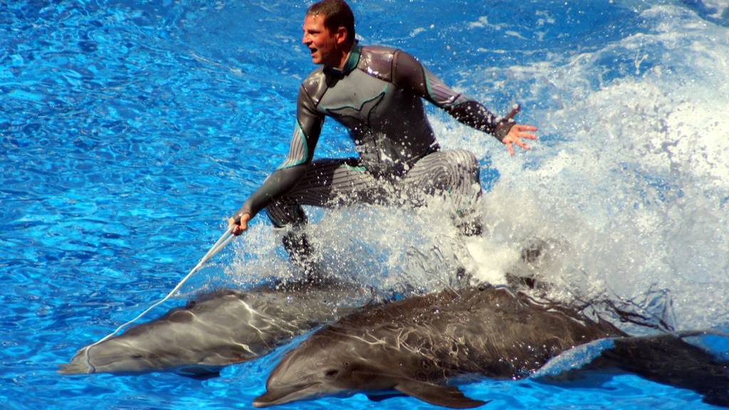 Шоу дельфинов. Дельфины. Москвариум на ВДНХ. Часть 2