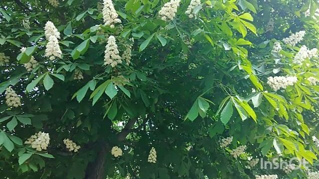 Цветут каштаны