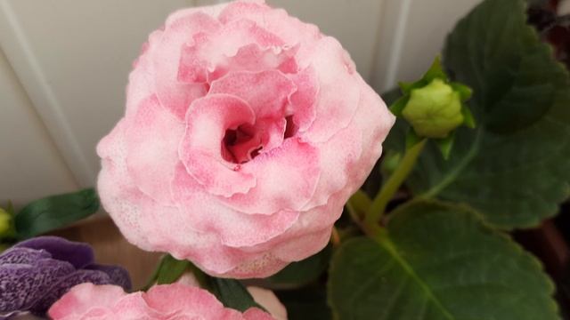 ЦВЕТУЩИЕ ГЛОКСИНИИ 24.05.25