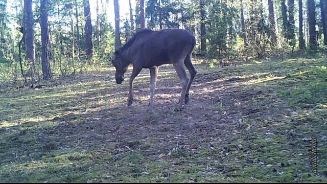ВЕСНА - ВРЕМЯ ДЛЯ ТАНЦЕВ