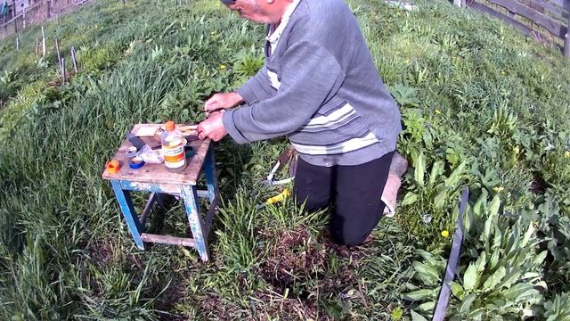 перепрививка мартовских в мае следующий осмотр привитых  в конце мая