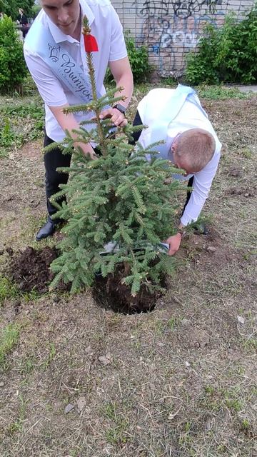 Посадка голубых елей 2