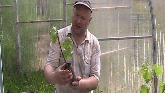 ЗНАКОВЫЙ ДЕНЬ - ПОСАДИЛ ВИНОГРАД!!!