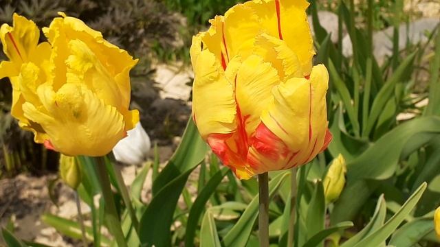 тюльпаны TEXAS FLAME