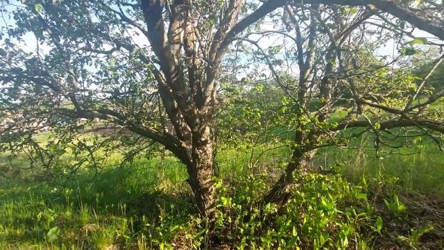 Туманное утро в деревне, пение соловья, кукушки. Умиротворение.