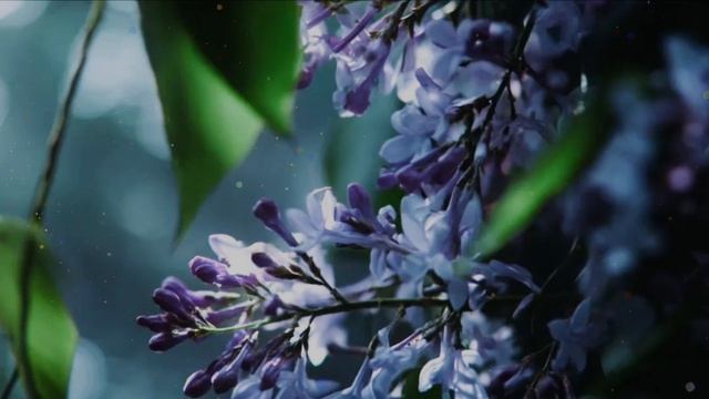 Ветка сирени