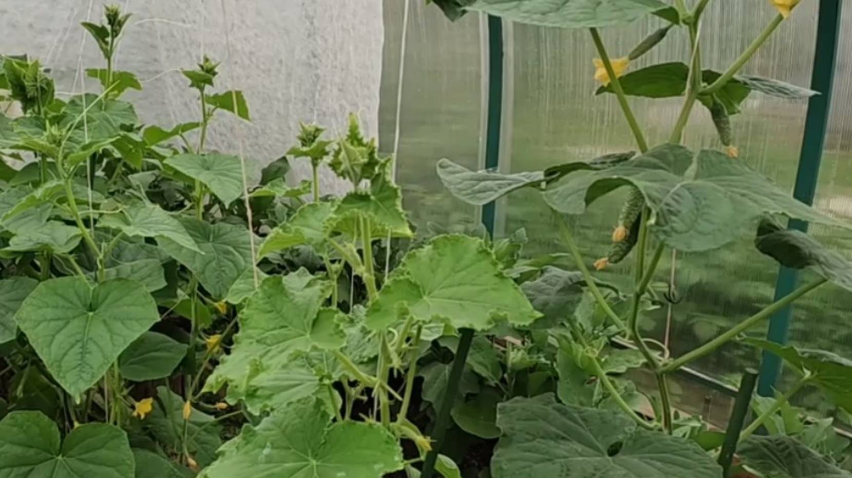 О чем говорит светлая полоска, по краю, на листьях огурцов