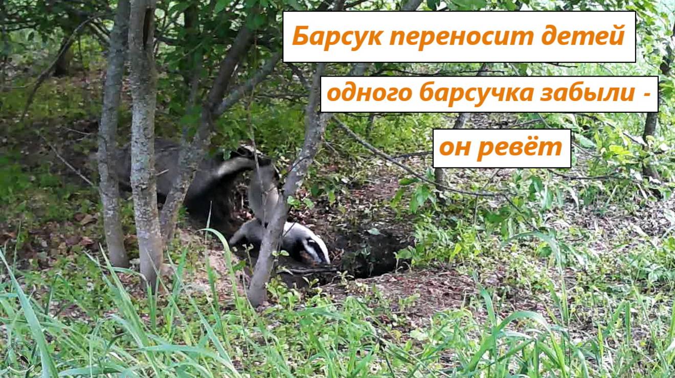 Барсучиха переносит детей в другую нору. Барсучок ревёт - его забыли. Ч. 2. Май 2025