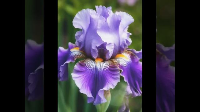 2025 05 25 цветы для любимой клип