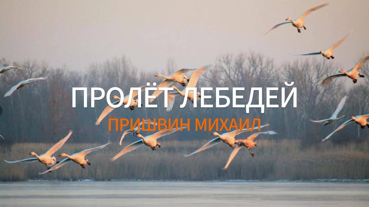Михаил Пришвин 15-17 / Пролет лебедей / Календарь природы / Аудиокнига / Творческая Находка