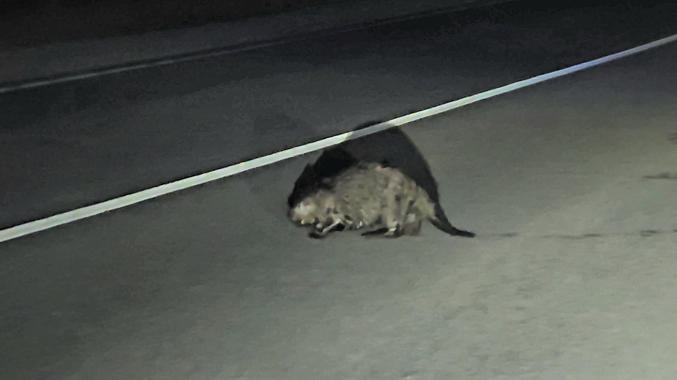 Даёшь бобра