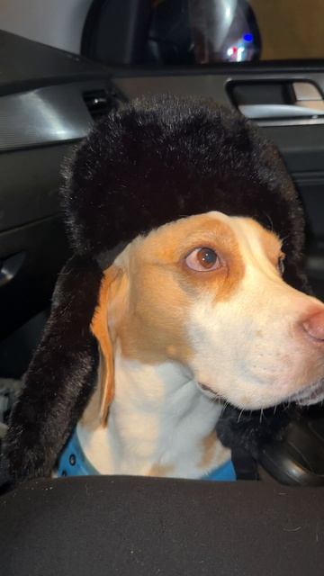 Почтальон Мелкин