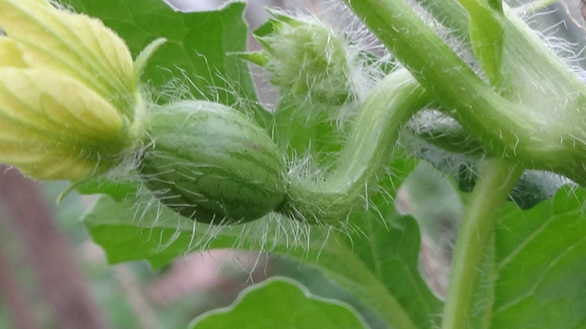 Опыление арбузов в теплице вручную кисточкой.