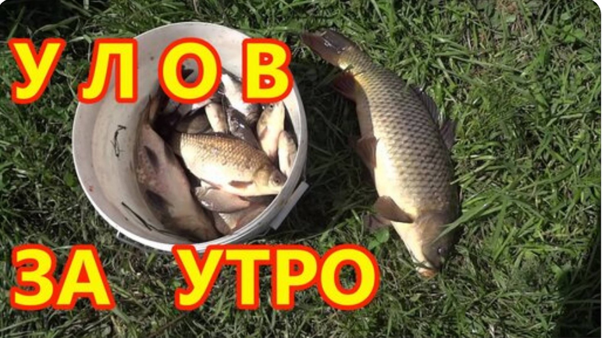 Карпы на поплавок супер адреналин. Платник Свиты. #платная рыбалка #карп на платнике