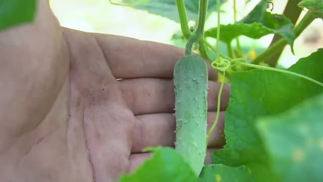 Секретное удобрение для богатого урожая огурцов!