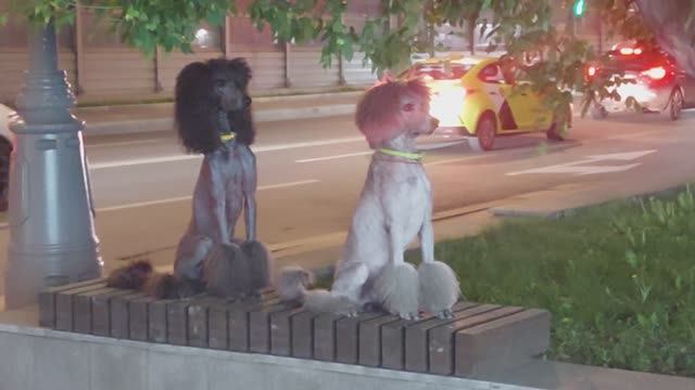 Собаки ждут хозяина, который в магазине