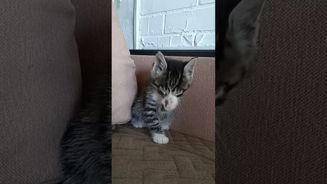 Мама Мейн-кун моет свою девочку