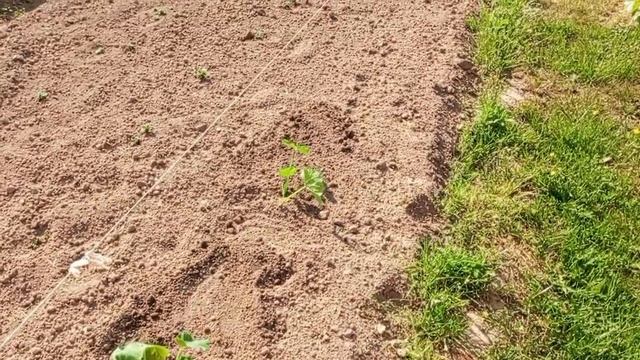 Высадила кабачки в грунт 🌿.