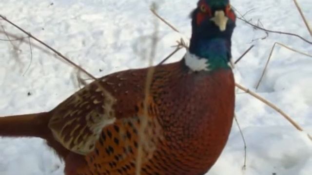 город юности моей