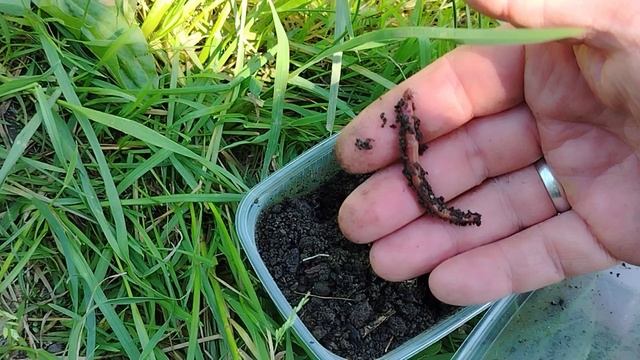 Рыба Ротан. Отдыхаем и ловим рыбу на пруду. Душевно посидели