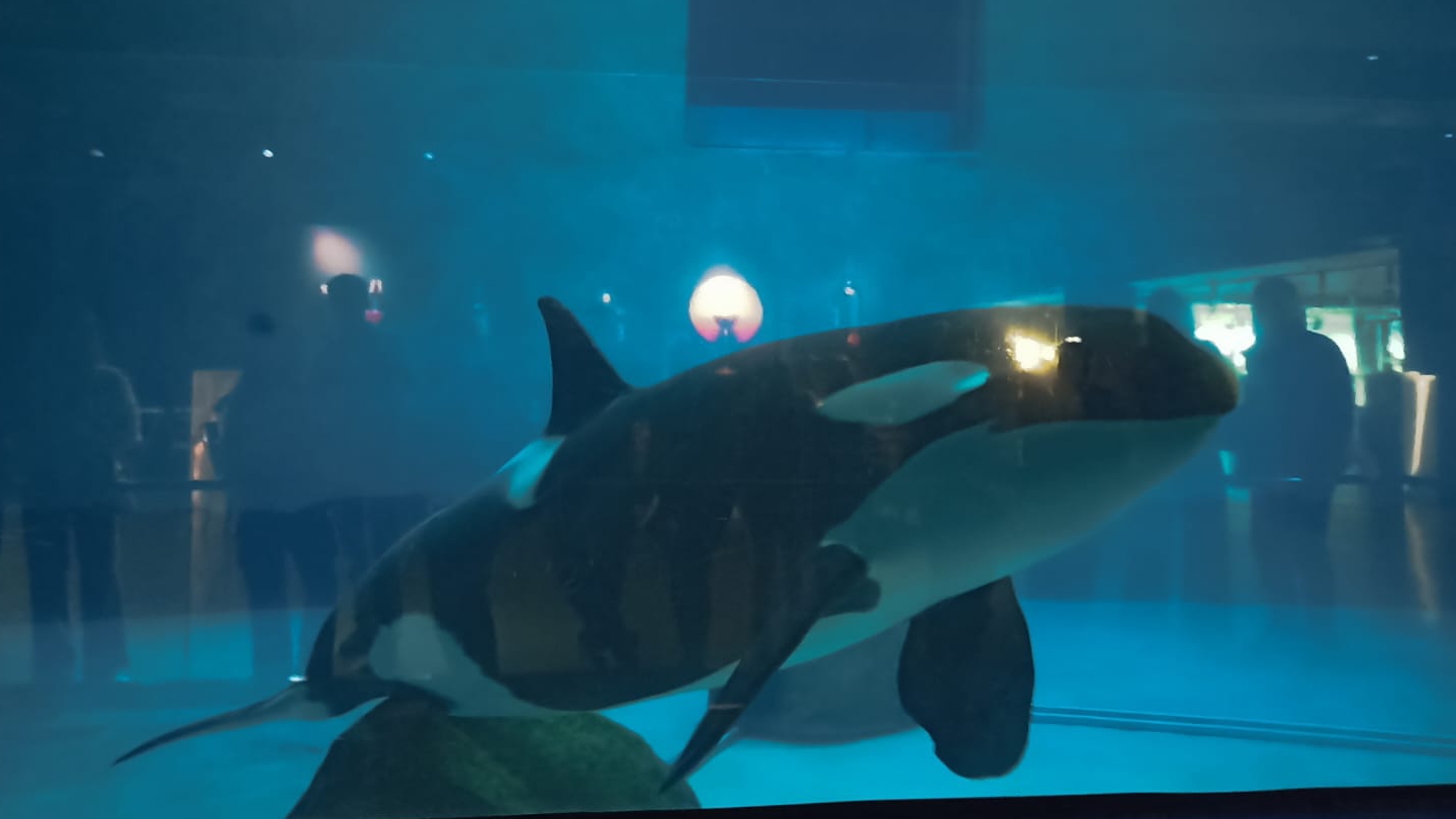 Москвариум фото обитателей