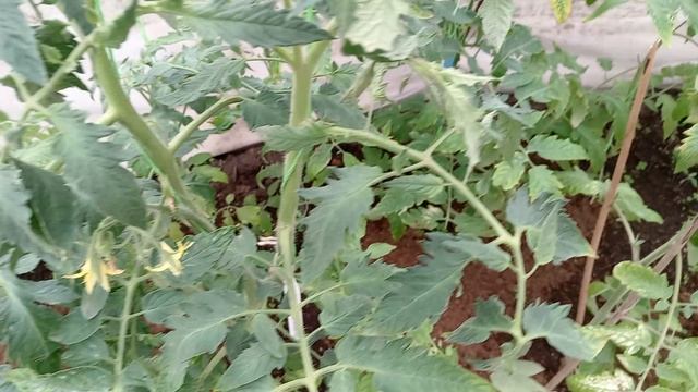 ХЛОРОЗЫ ТОМАТОВ.