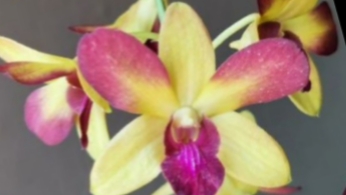 П-8.Ч-5. Дендробиум через 37 дней после получения и пересадки. Посылка 8. Часть 5