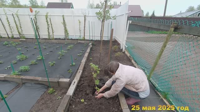 7 соток. Сажаю, поливаю, удаляю лишние кусты и топлю печку.  Хроника 25 мая 2025 год