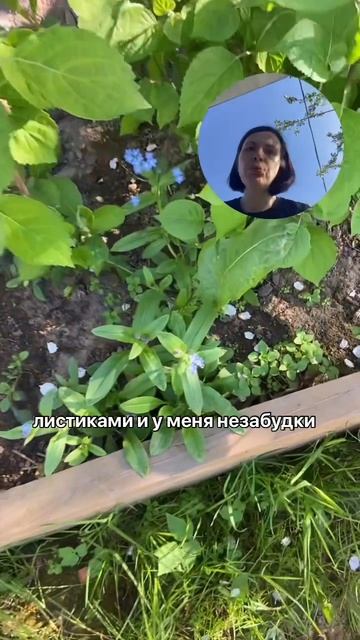 На даче розы и гортензии