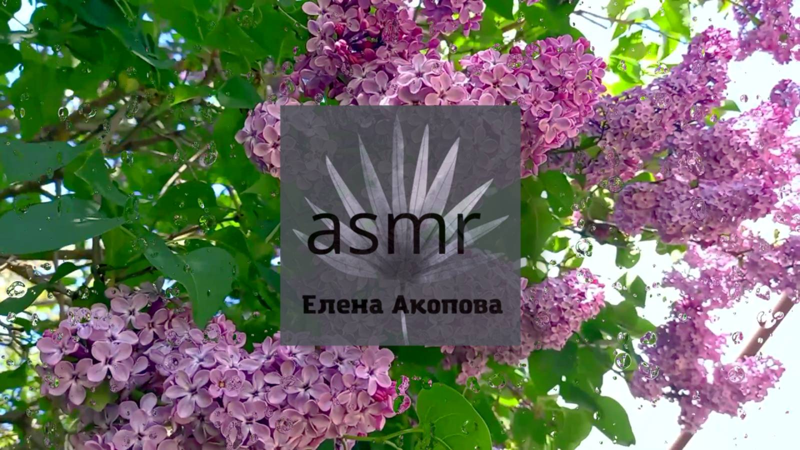 АСМР. Сирень качается под звуки дождя