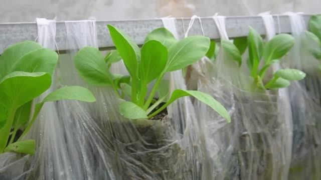 Идея огонь! Выращивание овощей в пластиковых пакетах! Результаты удивят!