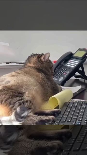 И больше сюда не звоните.